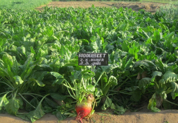 Fodder Beet | Farmers' Corner